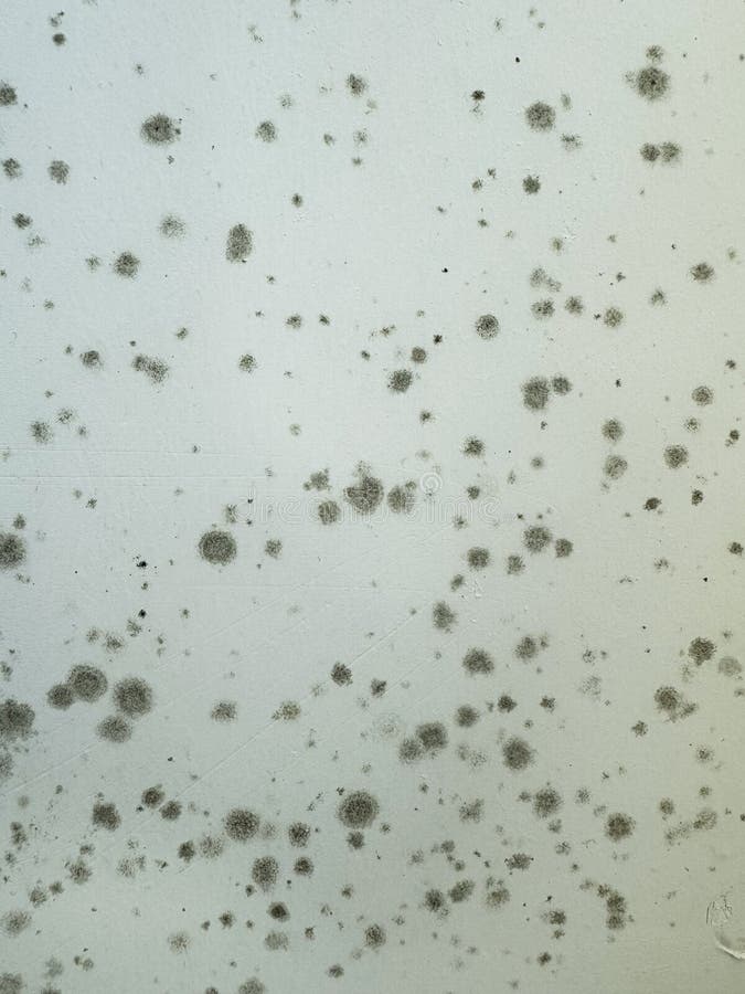Examination of Mold Growth on a Surface in a Laboratory Setting Stock ...