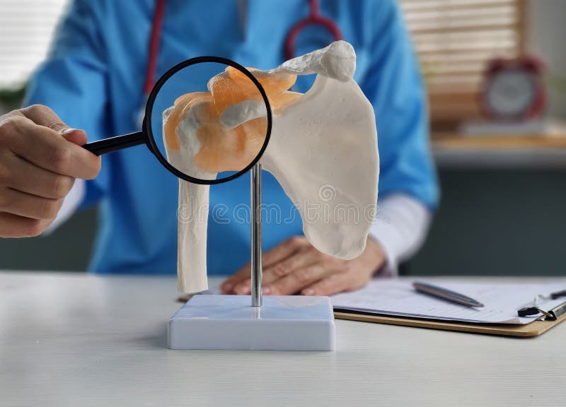 Examination of a Shoulder Joint Model with a Magnifying Glass Stock ...