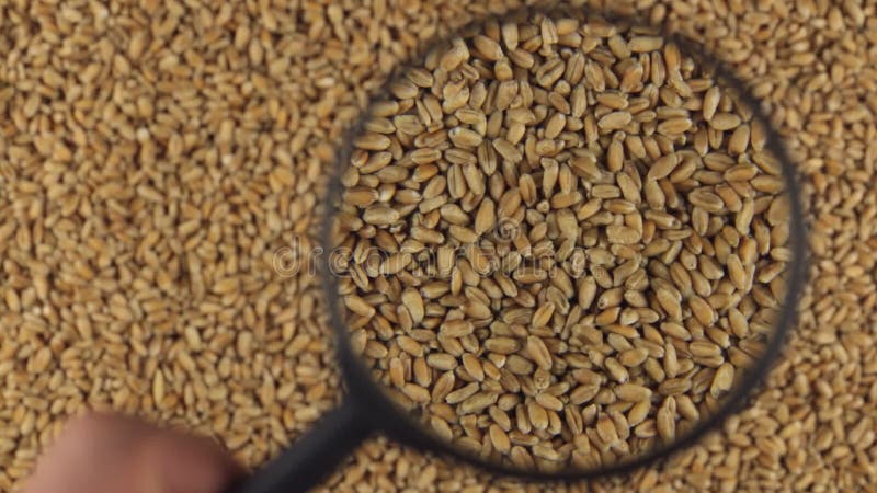 Examination Using a Magnifying Glass Rotating Rye Grains. Stock Footage ...