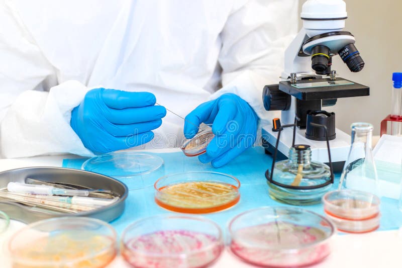 Examine Bacteria in Petri Dishes in the Laboratory. Selective Focus ...