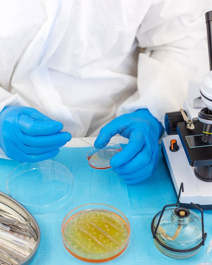 Examine Bacteria in Petri Dishes in the Laboratory. Selective Focus ...