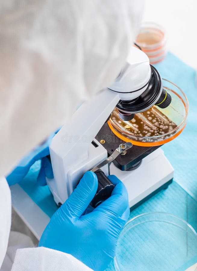 Examine Bacteria in Petri Dishes in the Laboratory. Selective Focus ...