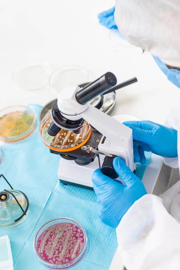 Examine Bacteria in Petri Dishes in the Laboratory. Selective Focus ...
