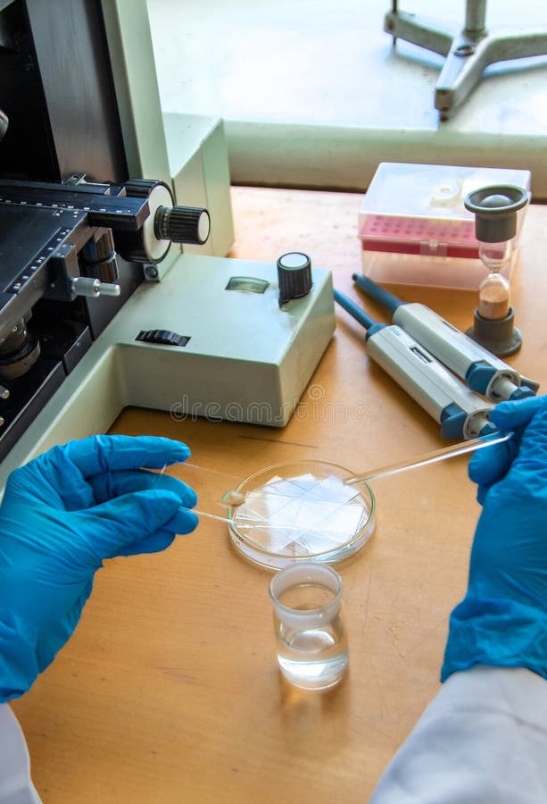 Examine in the Laboratory Under a Microscope. Selective Focus Stock ...