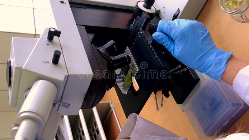 Examine in the Laboratory Under a Microscope. Selective Focus Stock ...