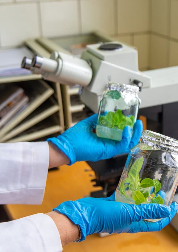 Examine in the Laboratory Under a Microscope. Selective Focus Stock ...