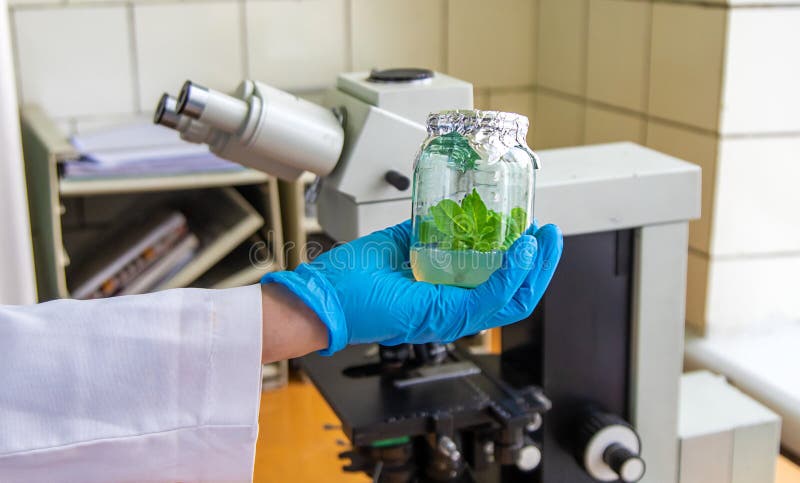 Examine in the Laboratory Under a Microscope. Selective Focus Stock ...