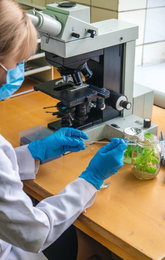 Examine in the Laboratory Under a Microscope. Selective Focus Stock ...