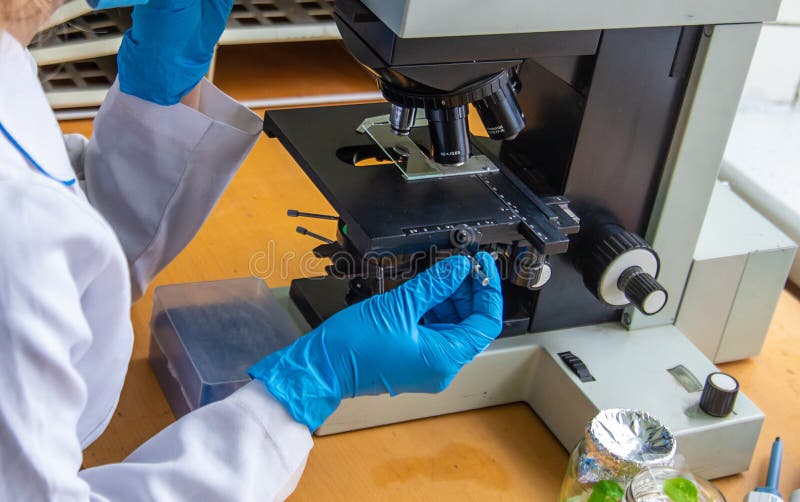 Examine in the Laboratory Under a Microscope. Selective Focus Stock ...