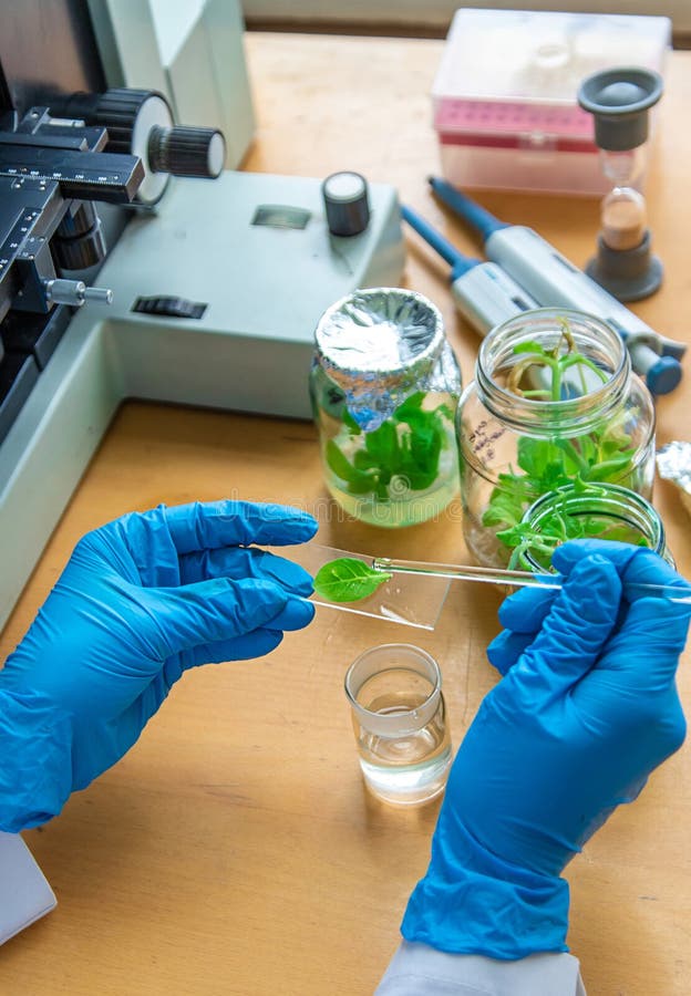 Examine in the Laboratory Under a Microscope. Selective Focus Stock ...