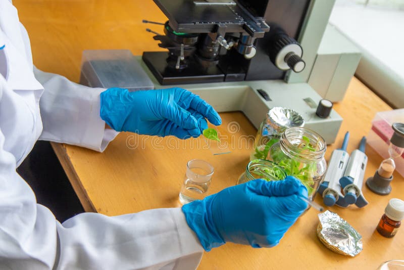 Examine in the Laboratory Under a Microscope. Selective Focus Stock ...