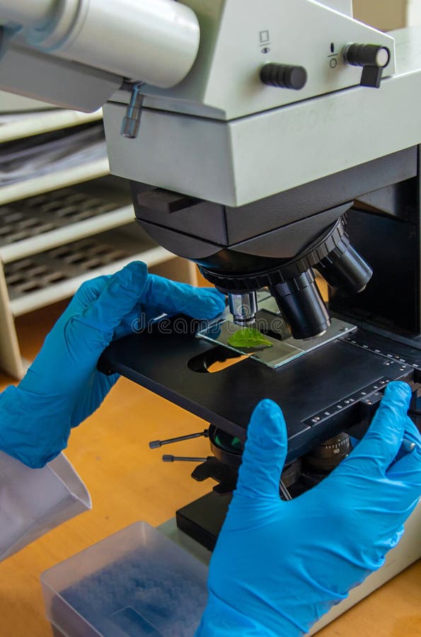 Examine in the Laboratory Under a Microscope. Selective Focus Stock ...