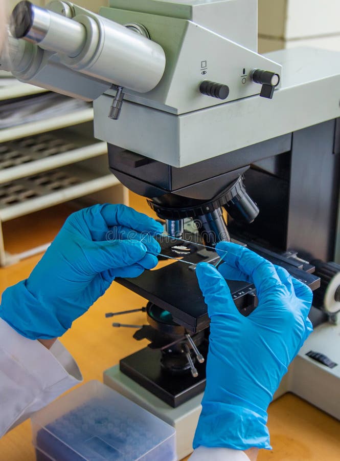 Examine in the Laboratory Under a Microscope. Selective Focus Stock ...