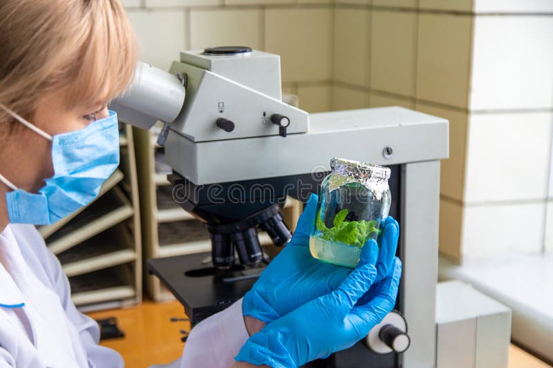 Examine in the Laboratory Under a Microscope. Selective Focus Stock ...