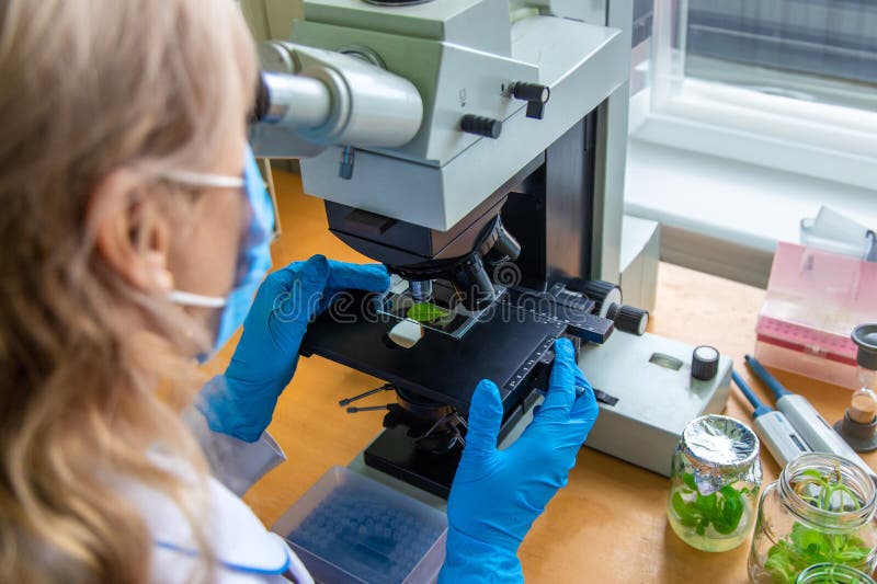 Examine in the Laboratory Under a Microscope. Selective Focus Stock ...