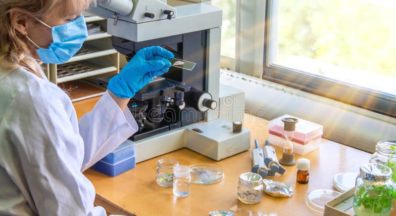 Examine in the Laboratory Under a Microscope. Selective Focus Stock ...