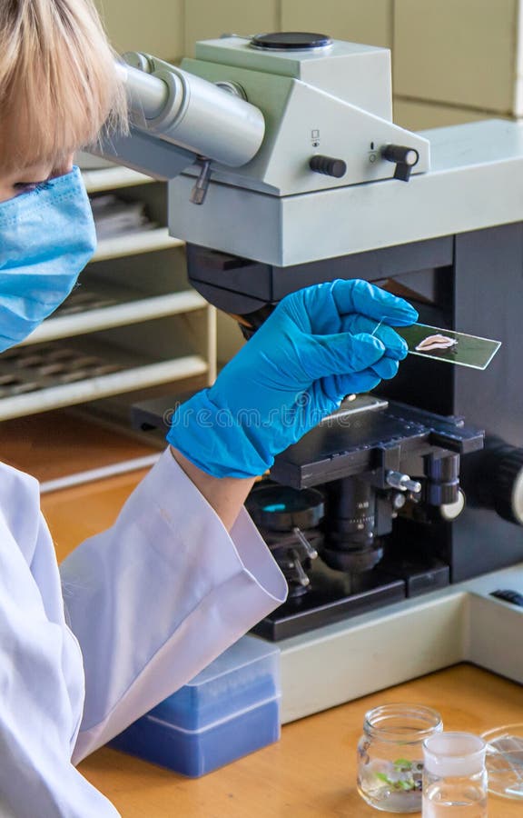 Examine in the Laboratory Under a Microscope. Selective Focus Stock ...