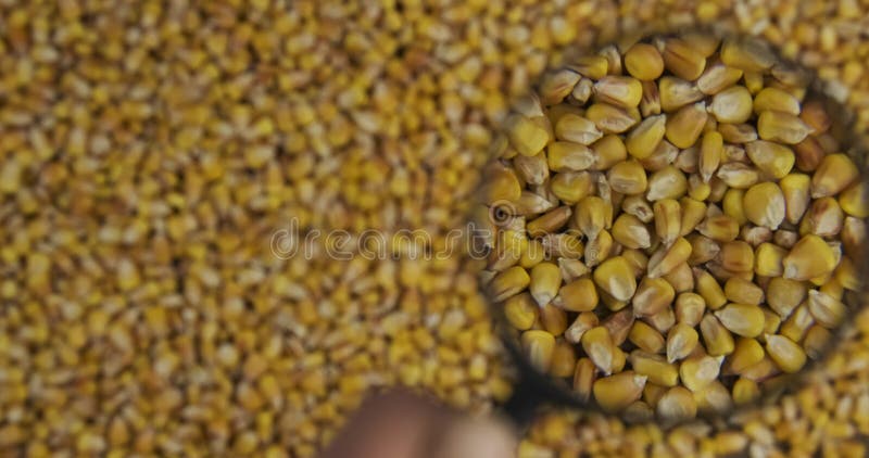 Examine, Study Corn Grains in a Magnifying Glass. Stock Footage - Video ...