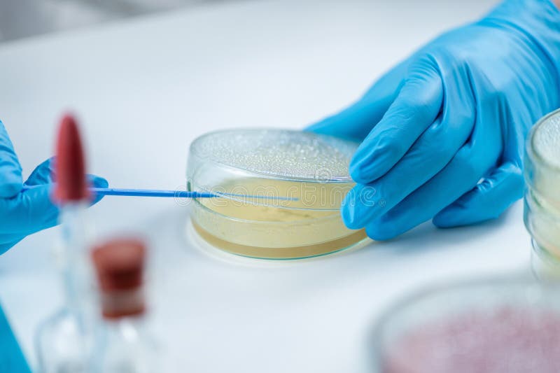Examining Bacterial Culture Plates in a Microbiology Lab Stock Photo ...