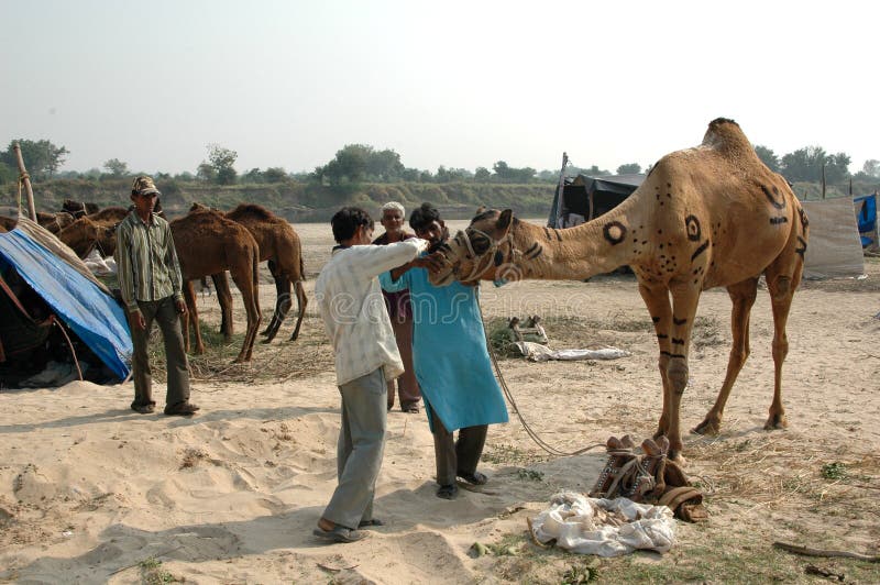 Examining camel s teeth editorial photo. Image of examine - 7159716