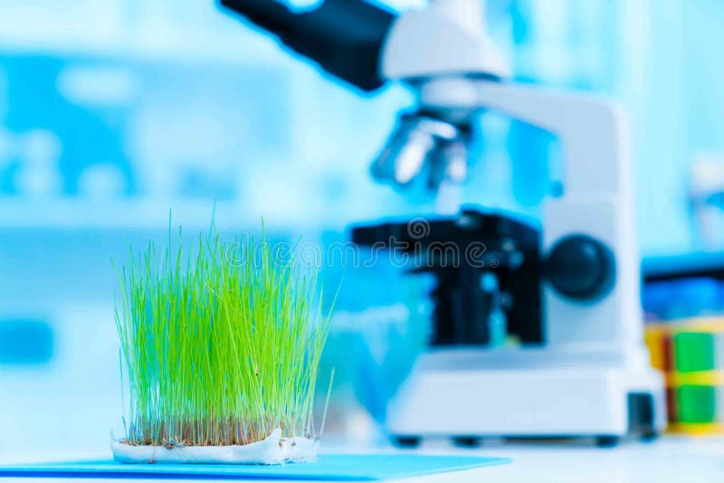 Examining the Impact of Different Soil Types on Nutrient Uptake Effici ...