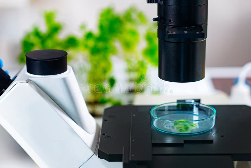 Examining Plant Tissue with Microscope Stock Photo - Image of ...