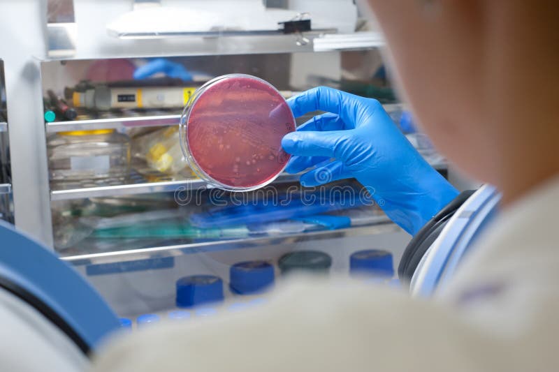 Examining plate stock photo. Image of elbow, scientist - 286402414