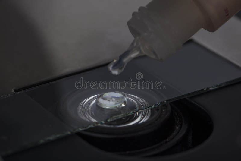 Examining Of Test Sample Under The Microscope In Laboratory. Optical ...