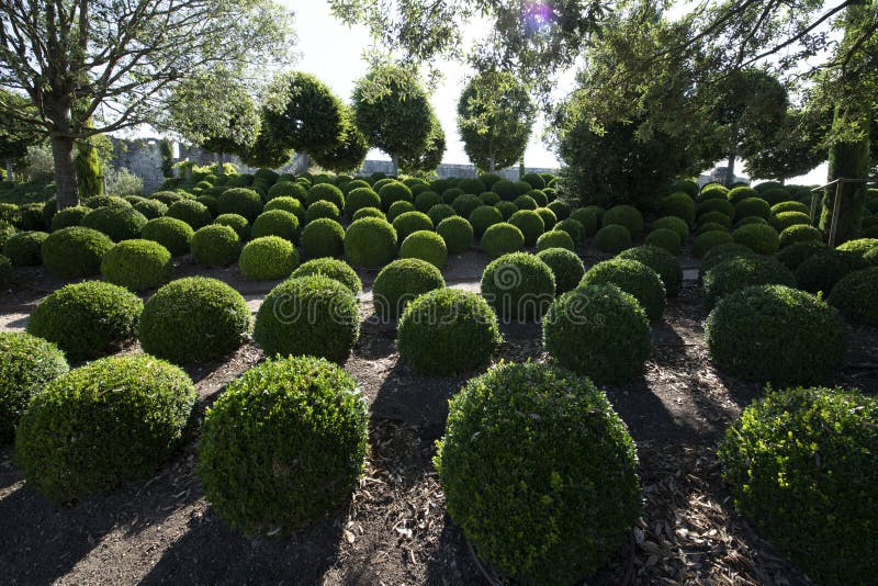 An example of Box hedging stock image. Image of hedge - 159319223