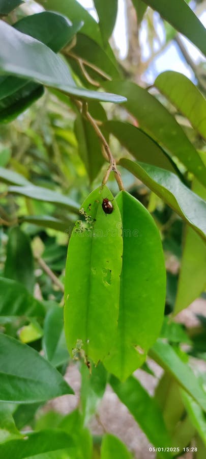Example of Durian Tree Leaf Pests Attacked by Ladybugs? Stock Image ...