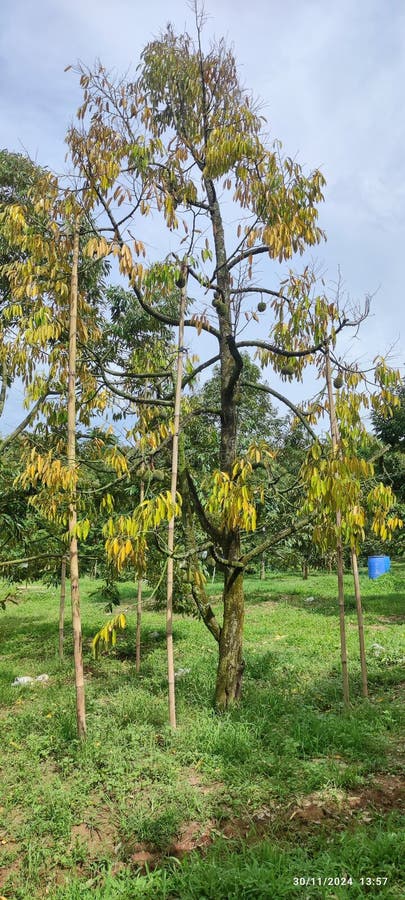 Example of a Dying Durian Tree Stock Image - Image of insektisida ...