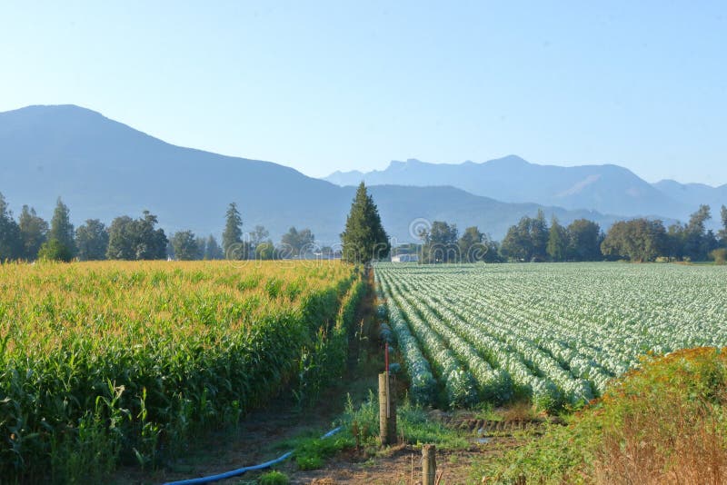 Crop Variety and Farm Strategy Stock Image - Image of agriculture ...