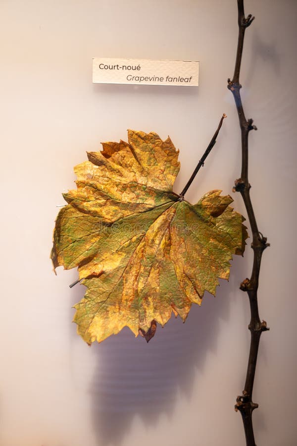 Example of Grape Leaves Sickness or Problems, Leaf Roll Grape Plant ...