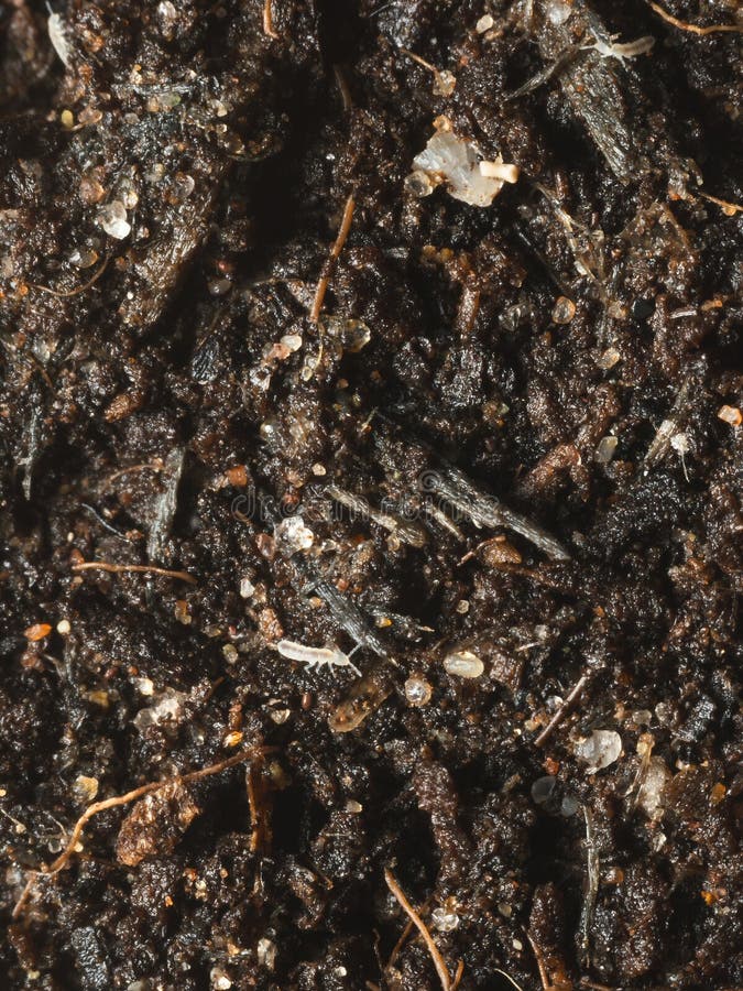 Healthy Soil with Tiny Springtails Stock Image - Image of insect ...