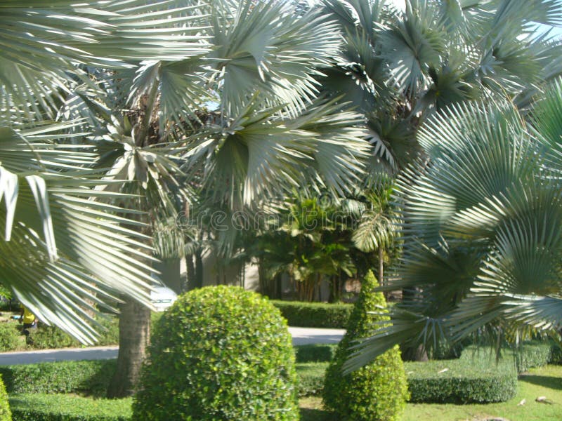 An Example of Landscaping with Palm Trees Stock Photo - Image of trees ...