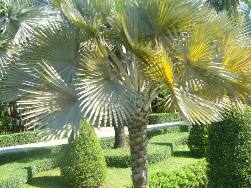 An Example of Landscaping with Palm Trees Stock Image - Image of grass ...