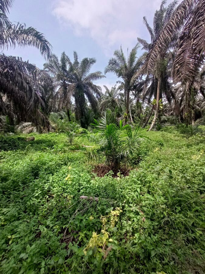 Example of a Map of Oil Palm Plantations that Need Maintenance Stock ...