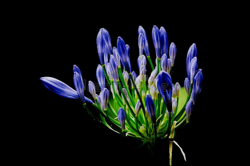 Perfection in nature stock image. Image of beauty, floral - 276998275