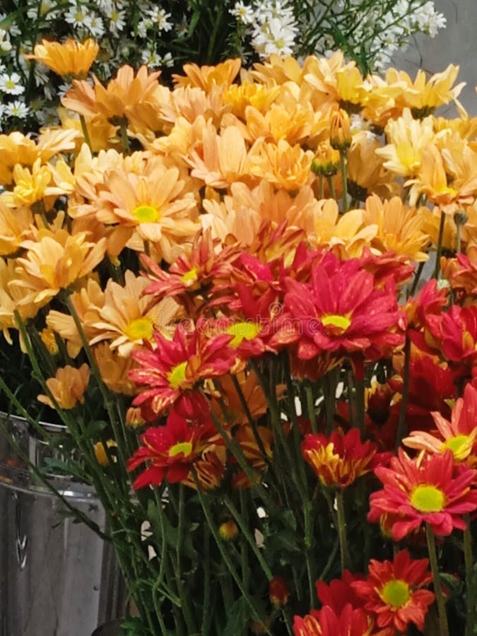 Example nice flower 4 stock image. Image of flower, nice - 259893549