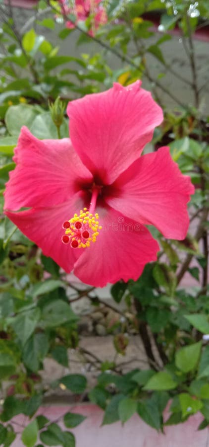 The Perfect Flower with Its Ornaments Stock Photo - Image of catalunya ...