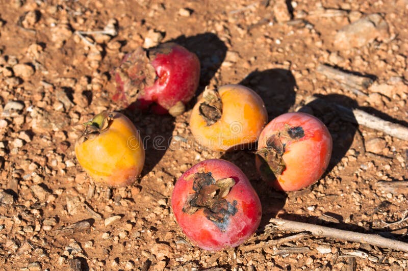 Persimmons Infested by a Pseudococid Infestation Stock Image - Image of ...