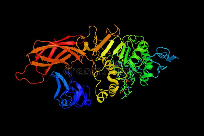 Procolipase Stock Illustrations – 10 Procolipase Stock Illustrations ...