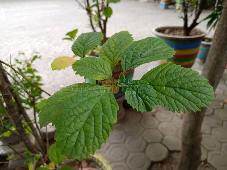 378 Pinnate Leaf Shape Stock Photos - Free & Royalty-Free Stock Photos ...