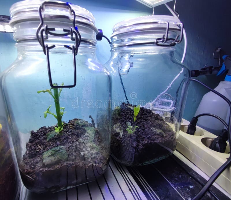 Terrarium Painting Stock Photos - Free & Royalty-Free Stock Photos from ...