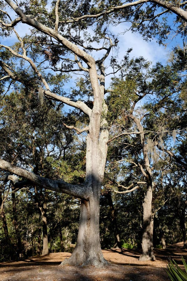 Southern Live Oak stock image. Image of foliage, mature - 31347075