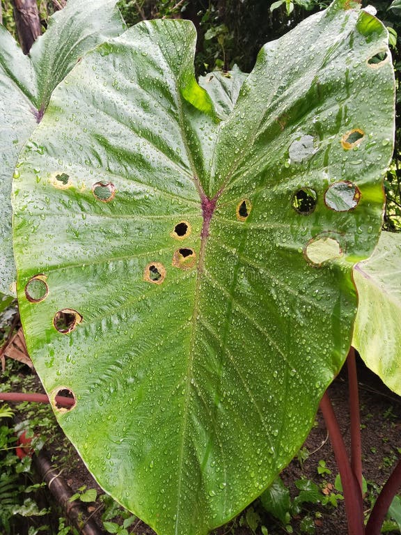 Example of Taro Leaves that are Eaten by Pests Stock Photo - Image of ...