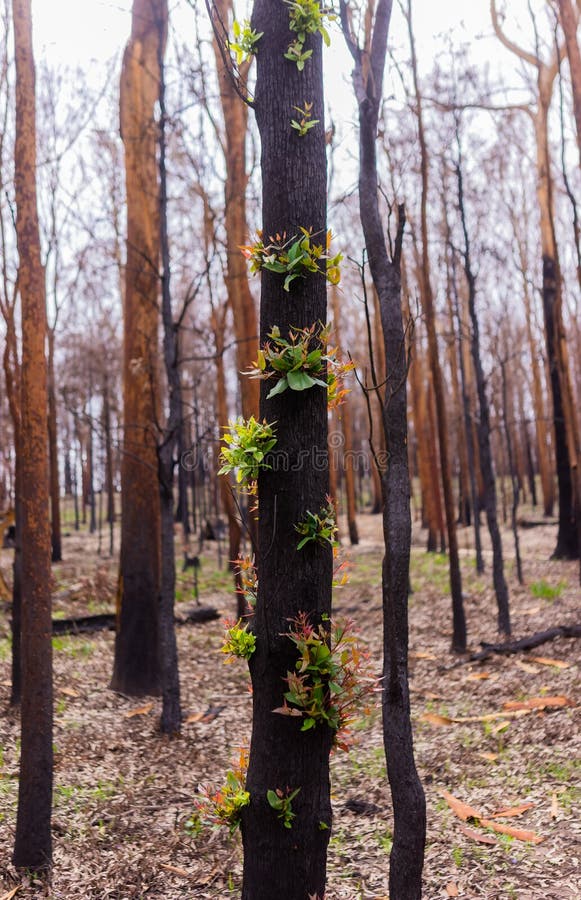 Bushfire Recovery and Tree Regrowth from Australian Bush Fires Stock ...
