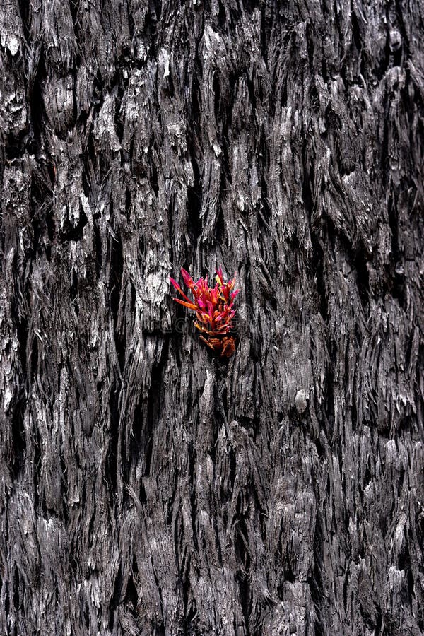 Bushfire Recovery and Tree Regrowth from Australian Bush Fires Stock ...
