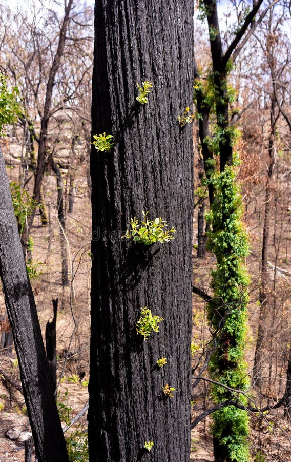 Bushfire Recovery and Tree Regrowth from Australian Bush Fires Stock ...