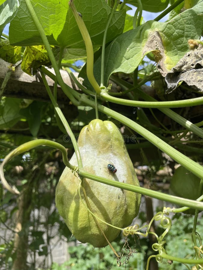 The Portrait of the Chayote Squash Hanging and Being Affected by Pests ...